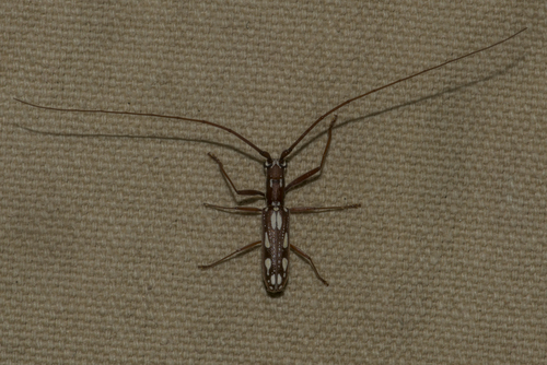 Olenecamptus indianus · iNaturalist