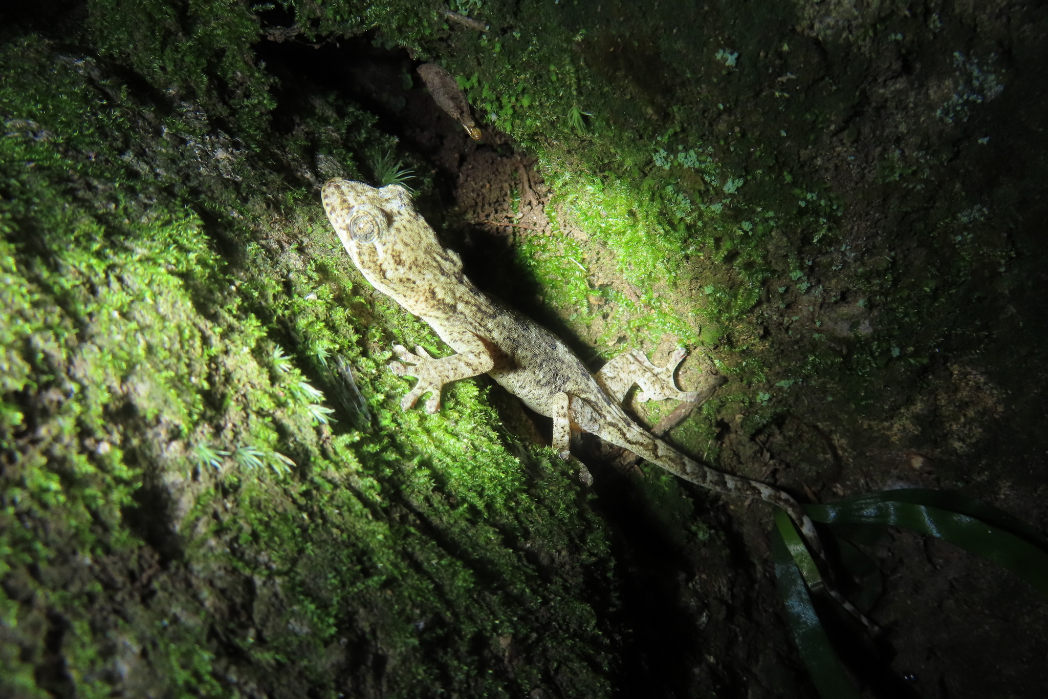 Gekko hokouensis Pope, 1928