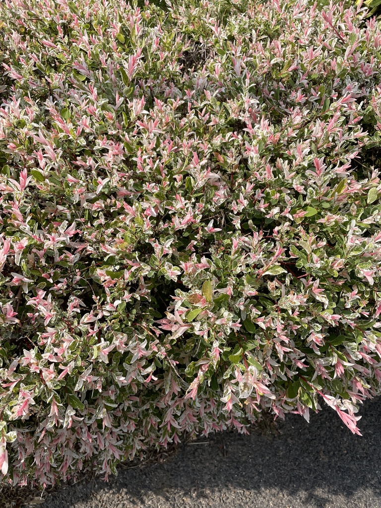 Tatarian honeysuckle from Rue de la Lanterne, Cergy, Île-de-France, FR ...