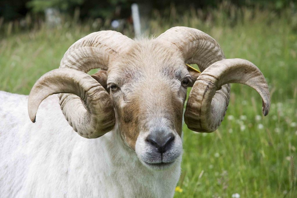 Domestic Sheep (Ovis aries) - Know Your Mammals Domestic Sheep (Ovis aries) - Know Your Mammals