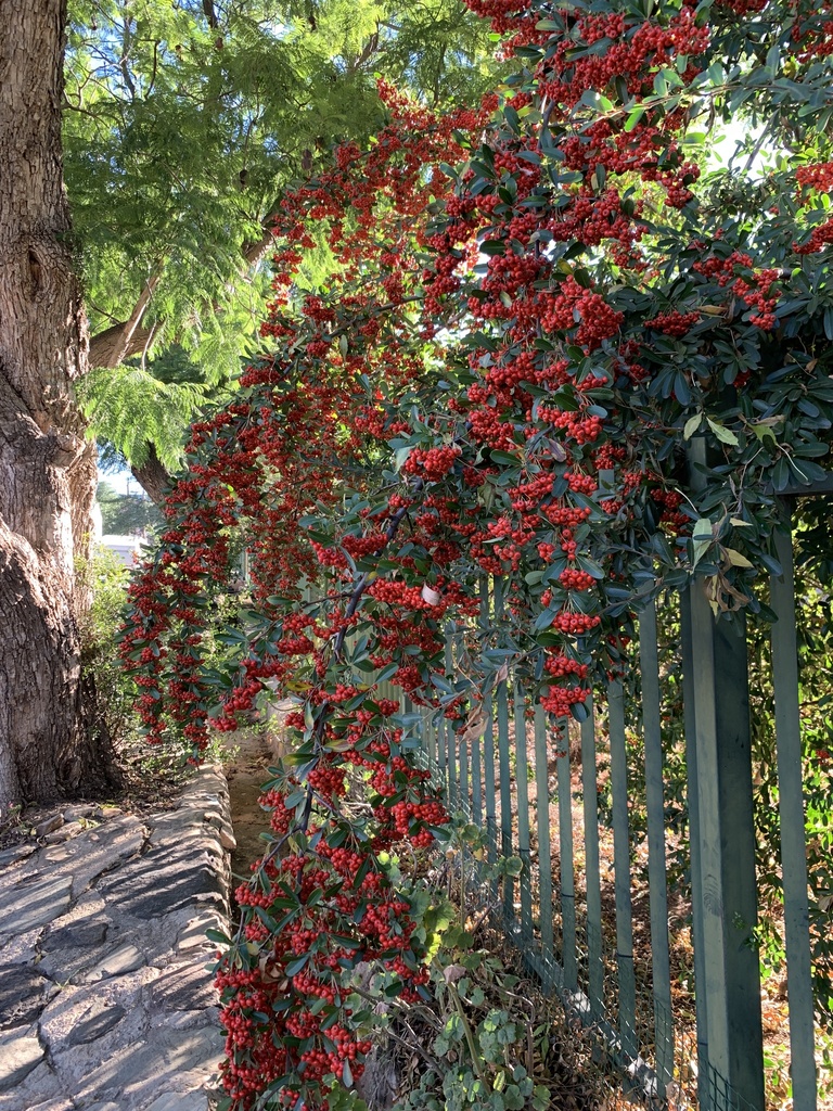 Taiwan Firethorn from Le Rous Street, De Rust, WC, ZA on April 27, 2022 ...