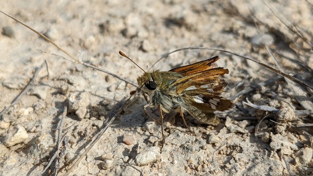 Green Skipper from Bertram, TX 78605, USA on April 27, 2022 at 09:59 AM ...