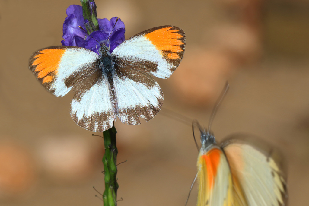 Small Orange Tip from Chitengo, Mozambique on May 20, 2018 at 04:29 AM ...
