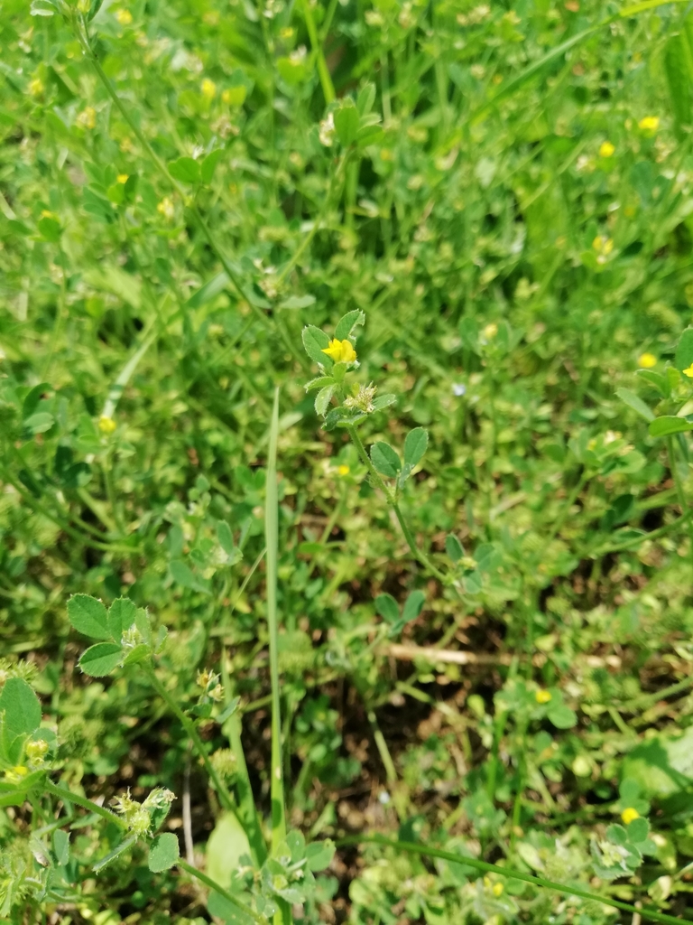 little bur-clover from Place Auguste Engel, 1462 Luxembourg on June 4 ...