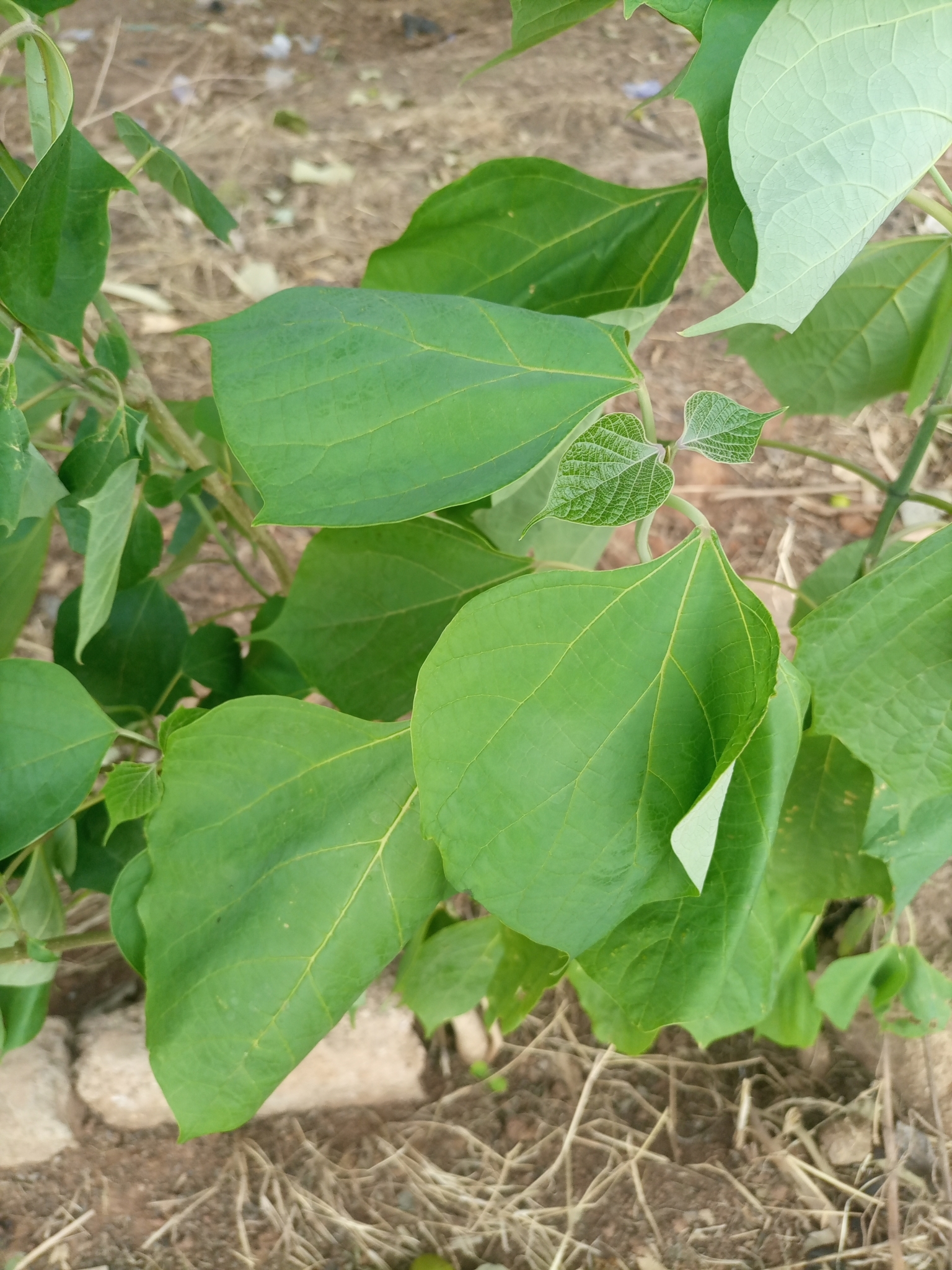 Gmelina arborea Roxb. ex Sm.