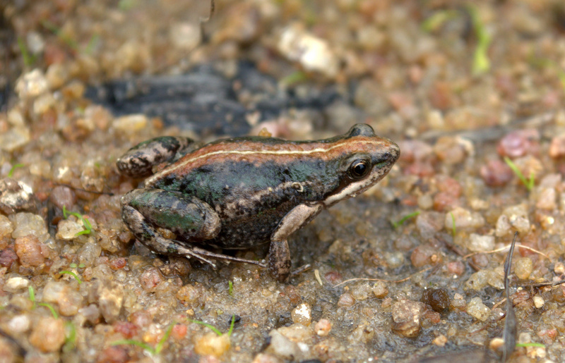 Boettger's dainty frog from Springvalley Farm 200KU Kempiana Nature ...