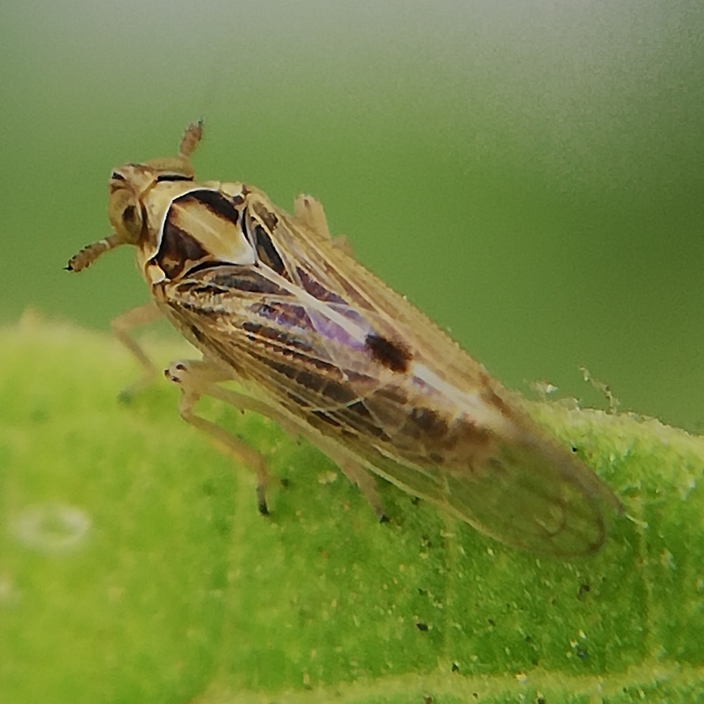 White-backed Planthopper from Taltola on April 26, 2022 at 05:28 PM by ...