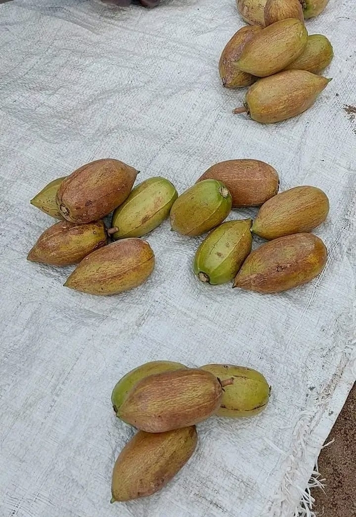 (Brexia madagascariensis) - Botanical Realm