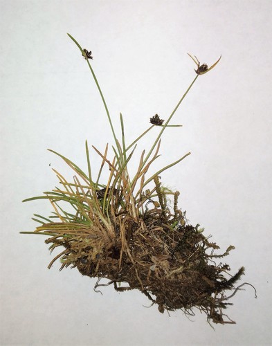 Isolepis nigricans (Plantas de Costa Rica asociadas a ecositemas de ...