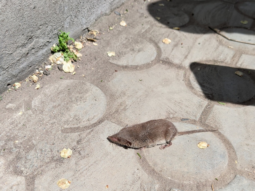 Caucasian Pygmy Shrew from Kentron, Yerevan, Armenia on April 26, 2022 ...