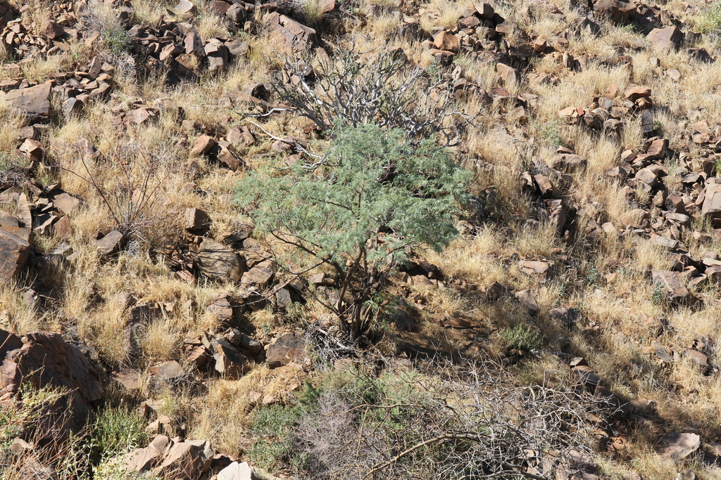 Skewleaf Elephant Root in April 2021 by Alex Dreyer · iNaturalist