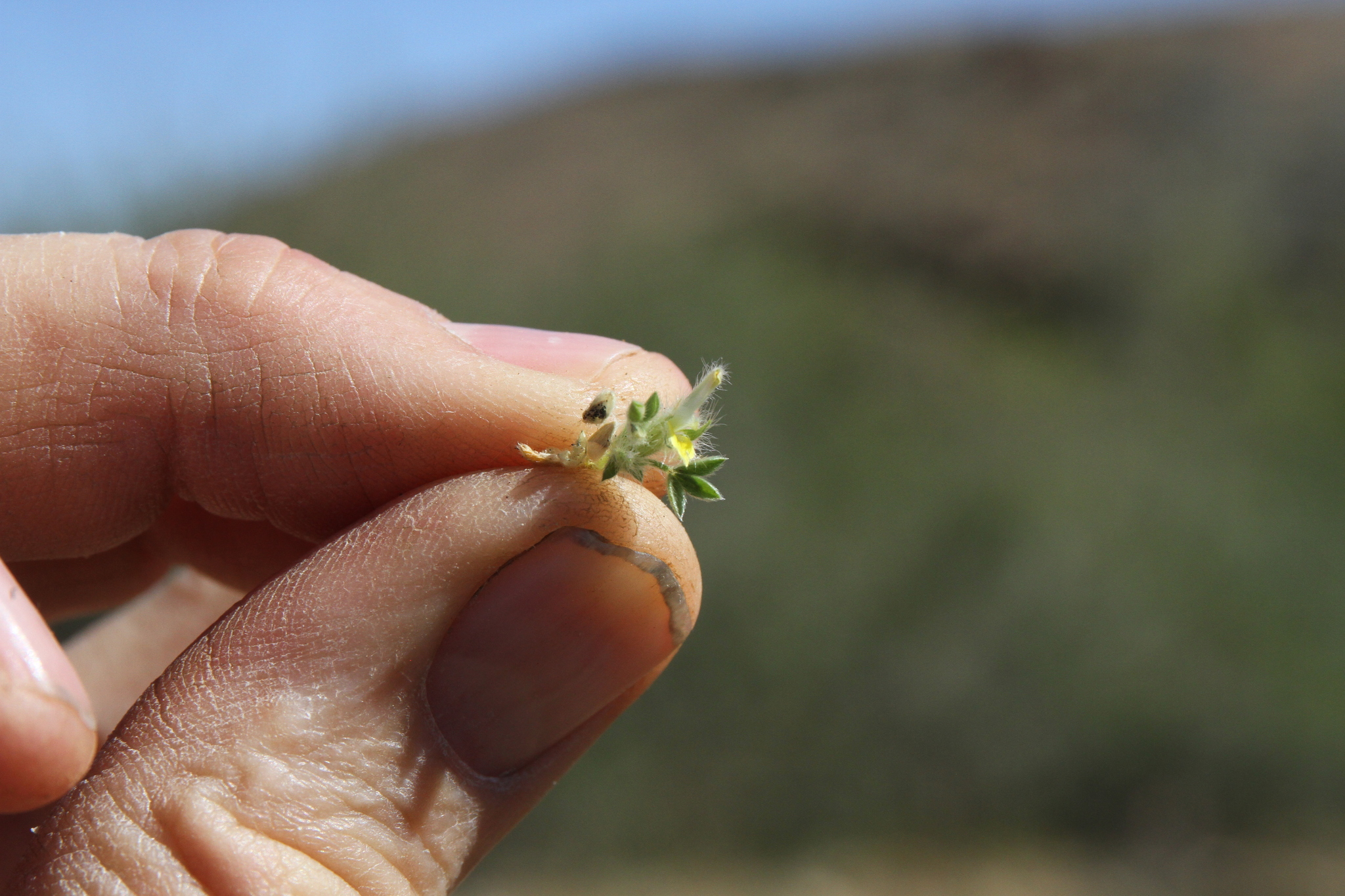 Lotononis platycarpa (Viv.) Pic.Serm.