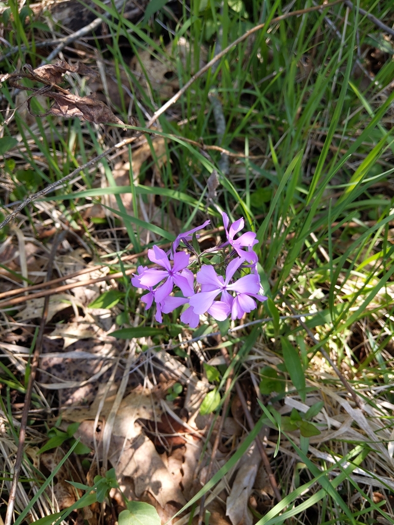 blue phlox from Wayne Township, OH, USA on April 27, 2022 at 01:26 PM ...