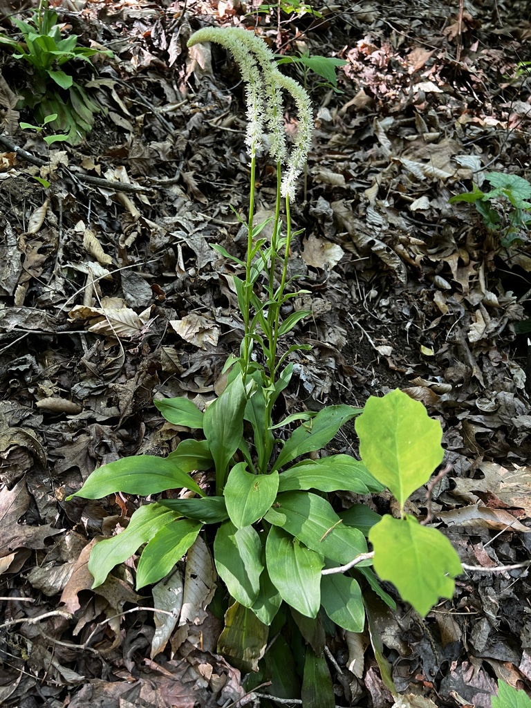 devil's bit in April 2022 by Tristan Schramer · iNaturalist