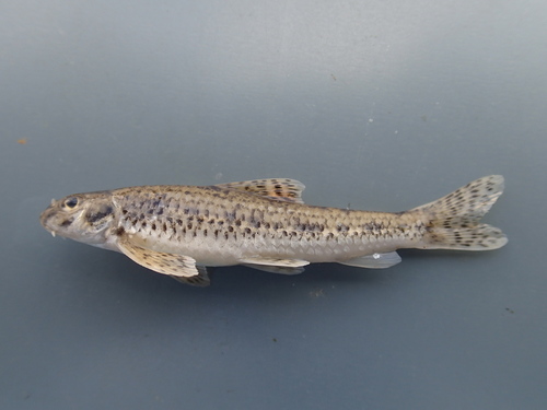 Genus Biwia · iNaturalist