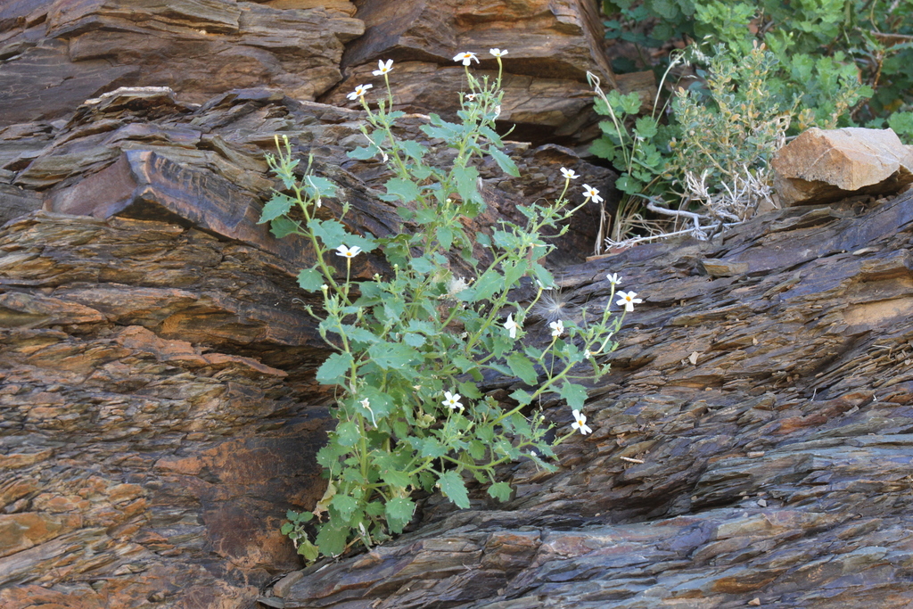 Jamesbrittenia primuliflora from Farm Kyffhäuser, Maltahöhe District ...