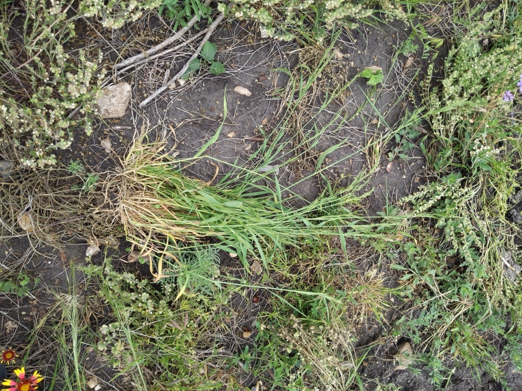 Ozark grass from Santa Clara, TX 78124, USA on April 27, 2022 at 01:50 ...