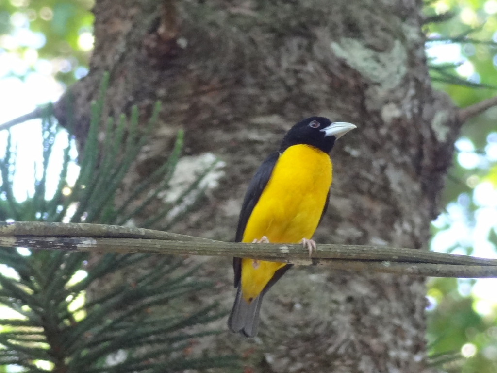 Dark-backed Weaver from Jozani N. P., Tanzanie on December 2, 2012 at ...