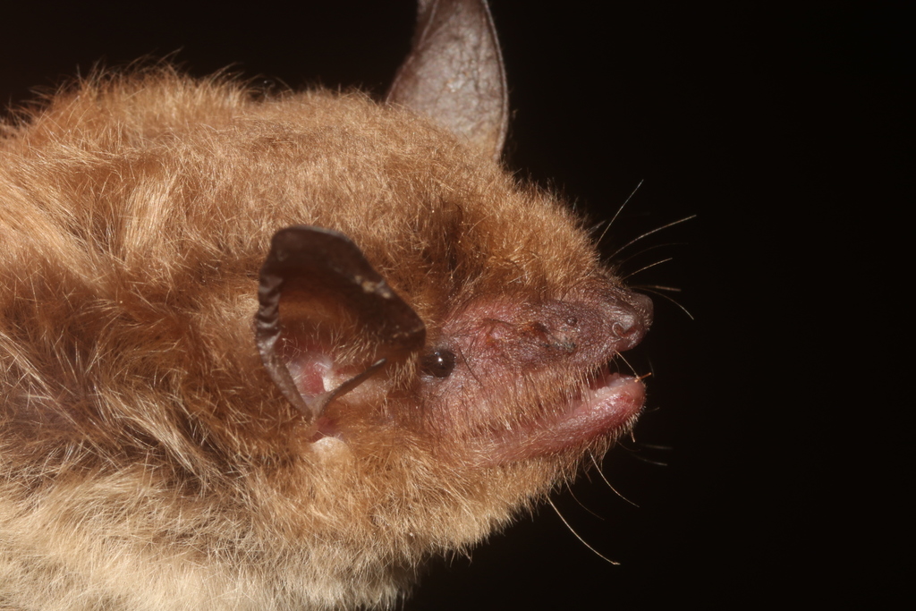 peninsular myotis (Myotis velifer peninsularis) - Know Your Mammals