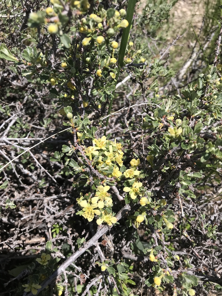 Antelope Bitterbrush from Camas County, US-ID, US on June 01, 2018 at ...
