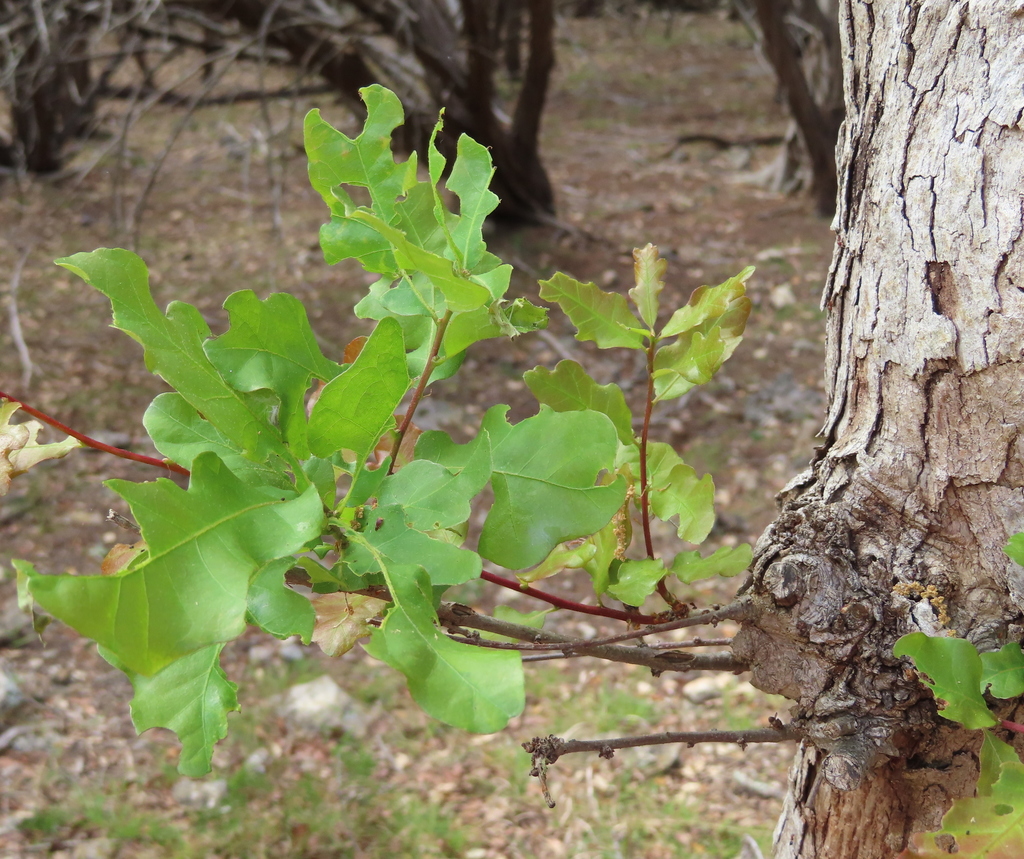 White Shin Oak from Georgetown, TX, USA on April 27, 2022 at 09:55 AM ...
