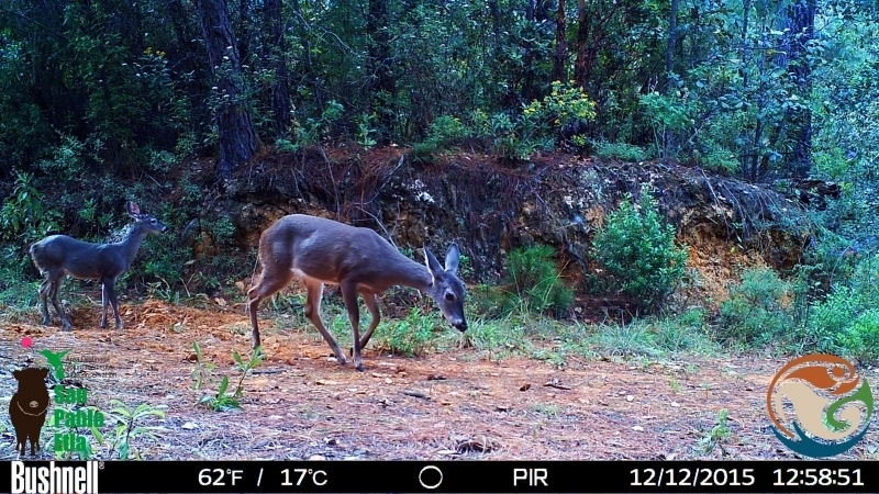 White-tailed Deer from ADVC San Pablo Etla, Oaxaca on December 12, 2015 ...