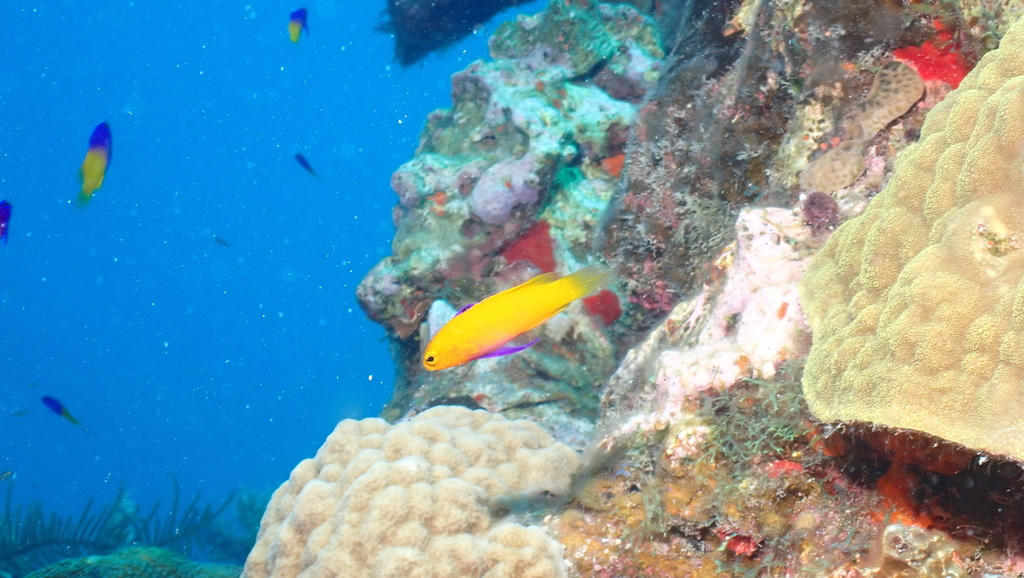 Golden Basslet from Cuba on March 18, 2022 at 10:35 AM by ...