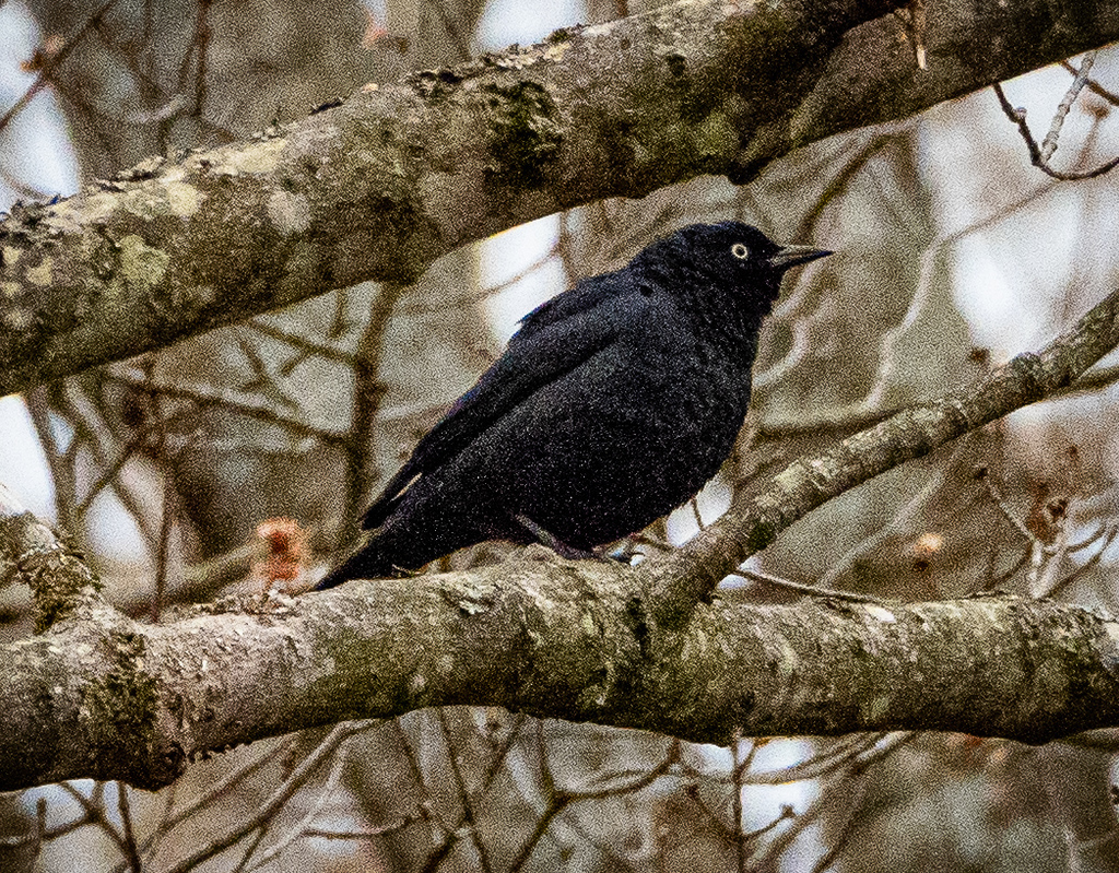 Rusty Blackbird from Chautauqua, New York, United States on April 15 ...