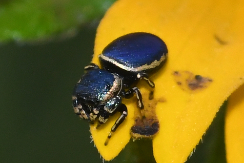 Sassacus papenhoei (Salticidae México) · BioDiversity4All