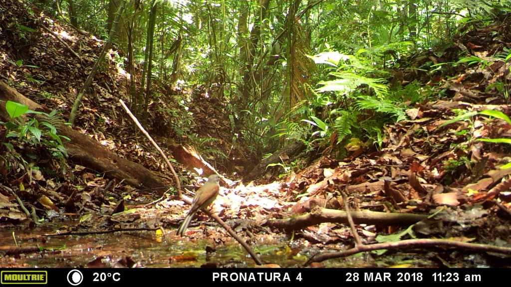 Brown-backed Solitaire from Villa Corzo, Chis., México on March 28 ...