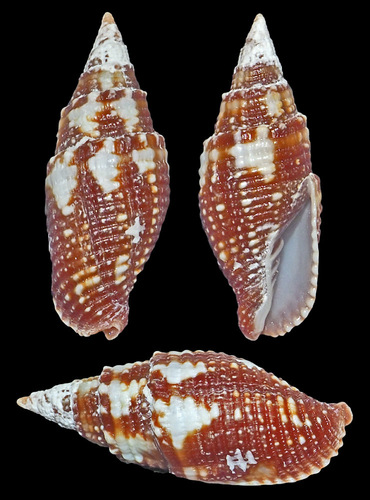 Strigatella aurora · iNaturalist United Kingdom