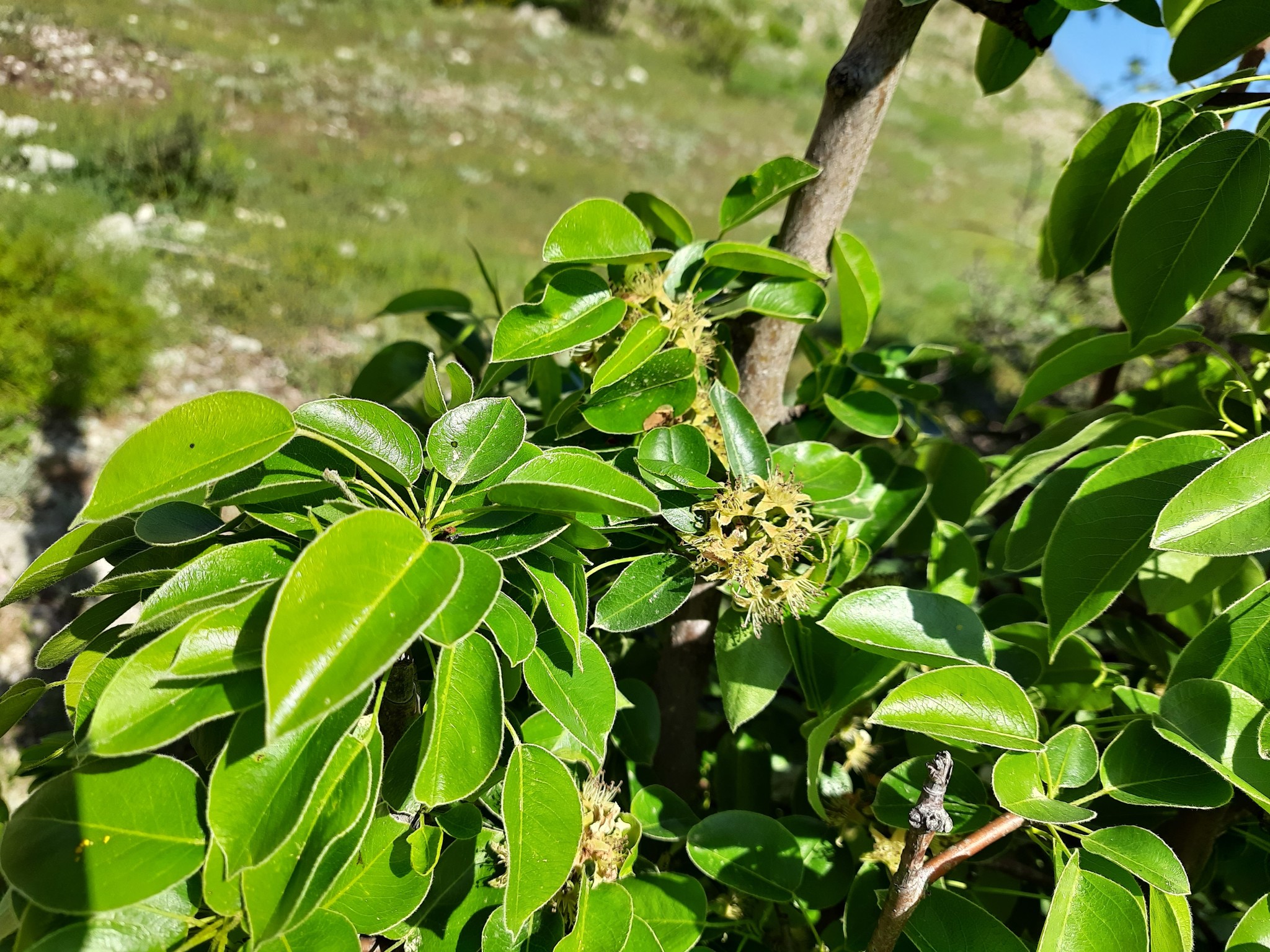 Pyrus communis subsp. caucasica (Fed.) Browicz