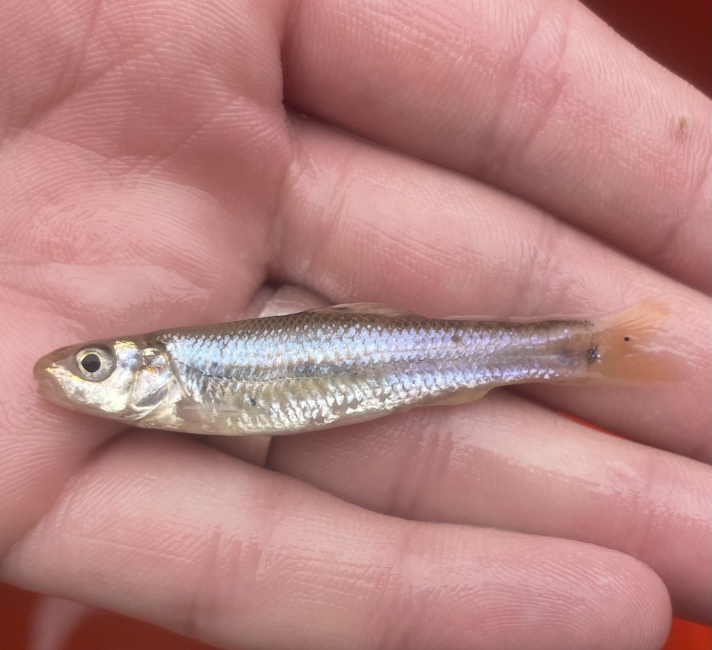 Bullhead Minnow from San Antonio River, San Antonio, TX, US on April 27 ...