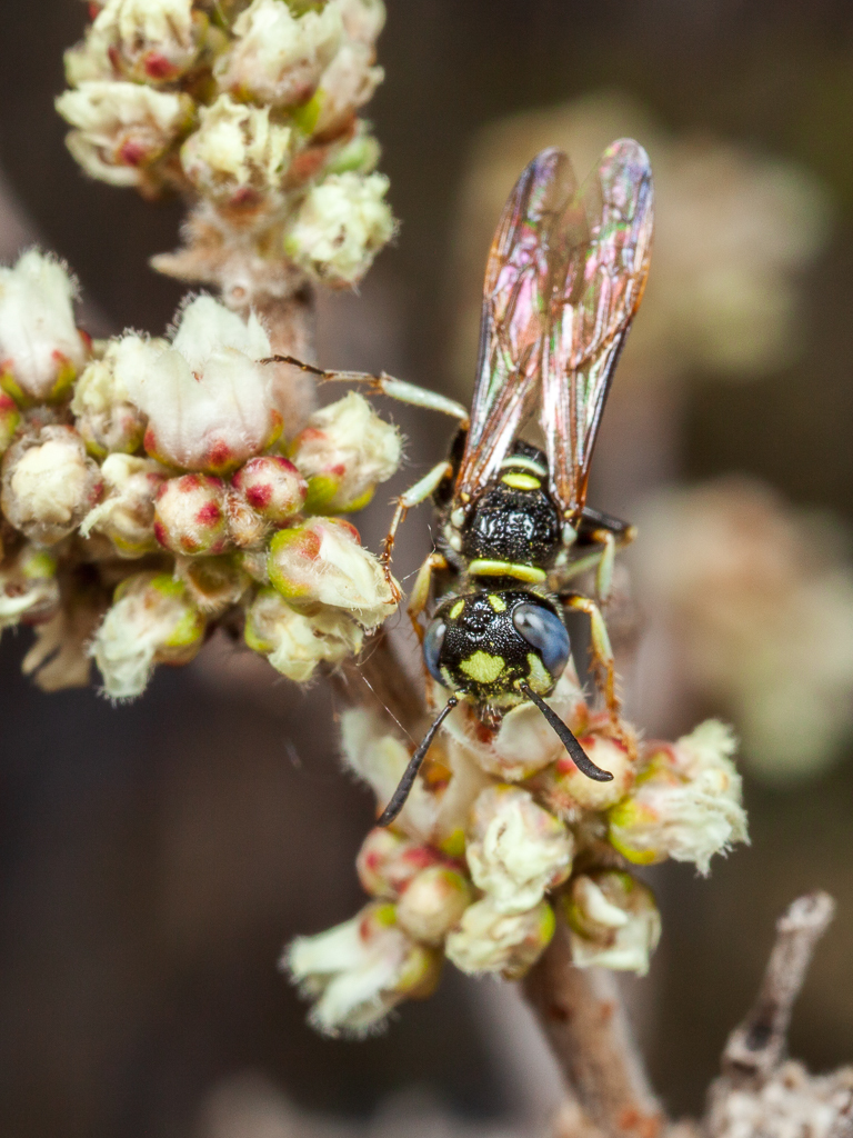 Philanthus gibbosus (Fabricius, 1775)