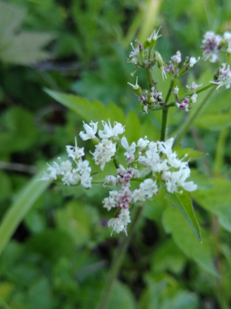 hairy sweet cicely from Chillum, MD, USA on April 27, 2022 at 06:05 PM ...