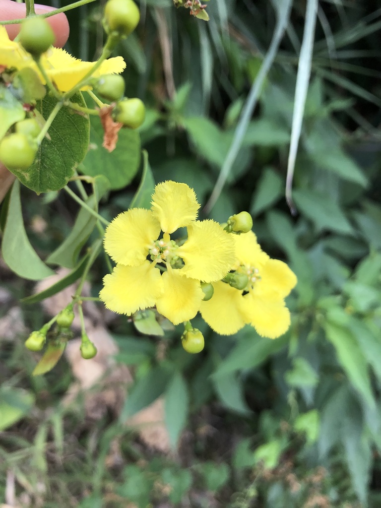 Stigmaphyllon ellipticum from Cascadas de el Chiflón, Tzimol, CHIS, MX ...