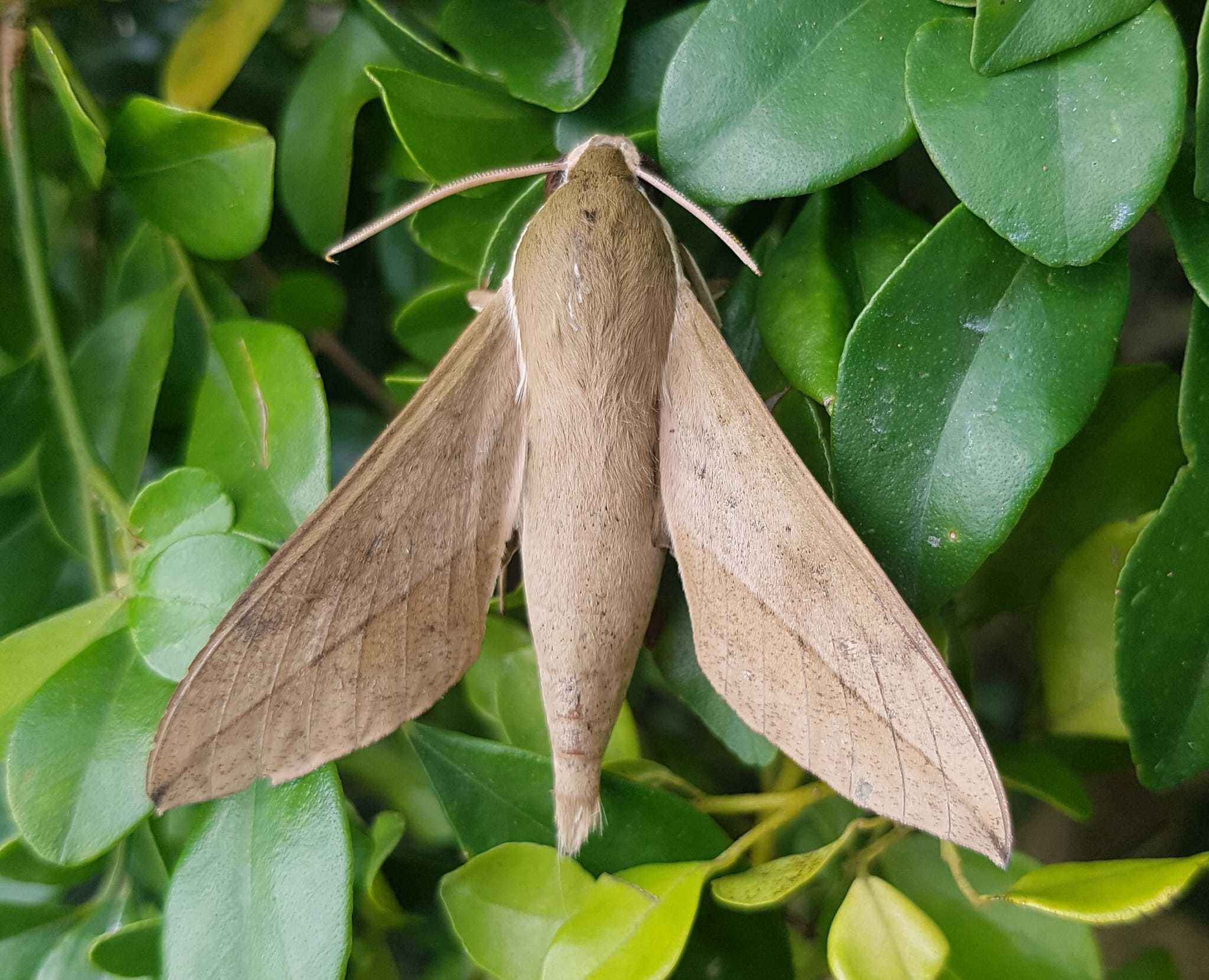 Theretra clotho Drury, 1773