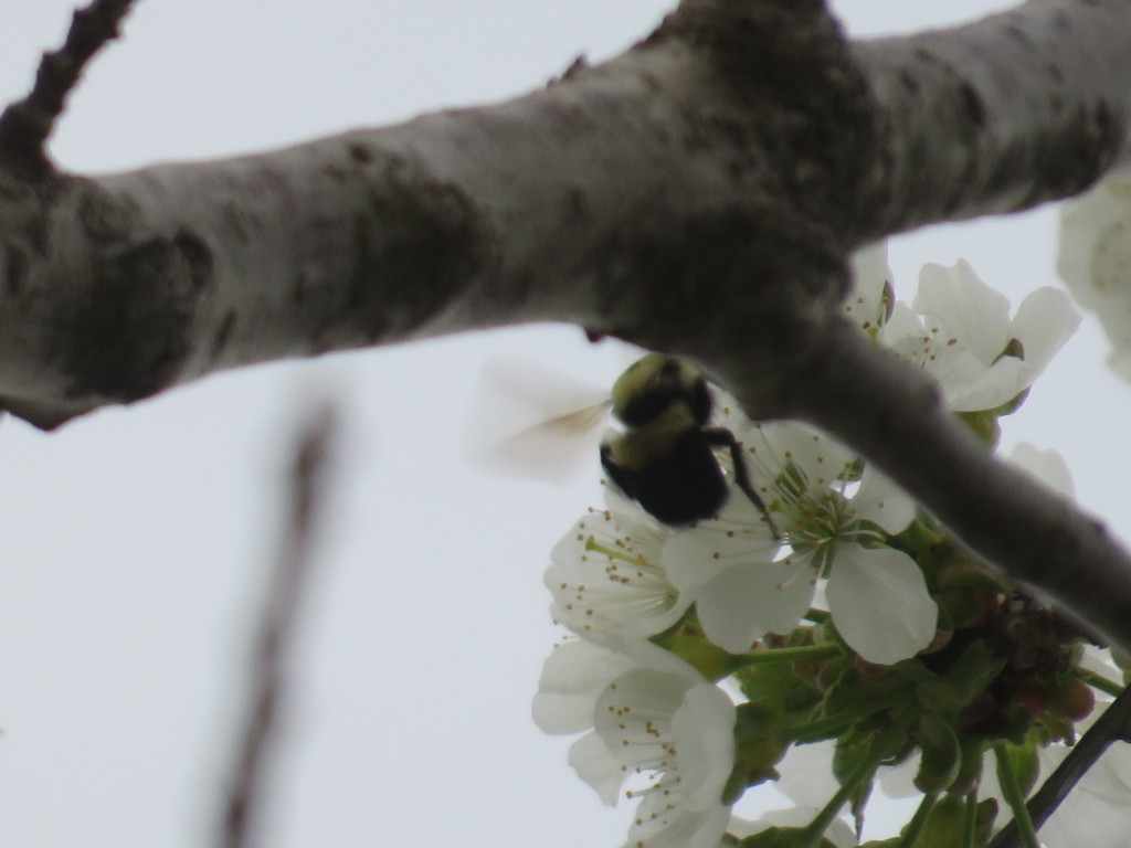 Bumble Bees from Elkhorn, NE, USA on April 27, 2022 at 04:50 AM by ...