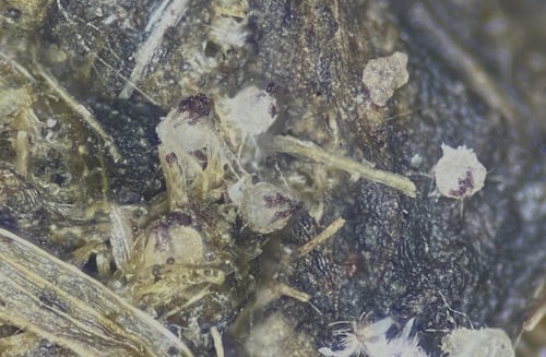 Ascobolus degluptus · iNaturalist