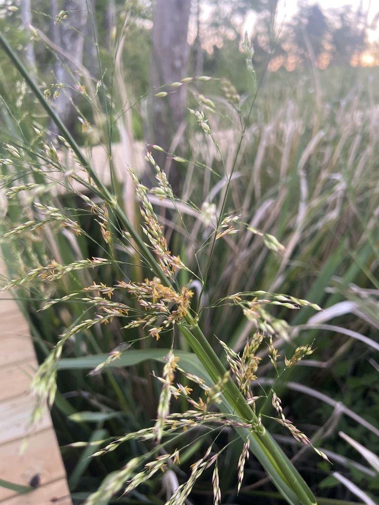 Giant Cutgrass from Musser Rd, Lake Charles, LA, US on April 27, 2022 ...