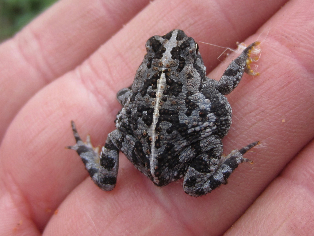 Oak Toad from Baldwin County, AL, USA on March 13, 2012 at 03:19 PM by ...