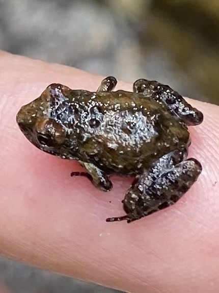 Thoropa miliaris (Spix, 1824)