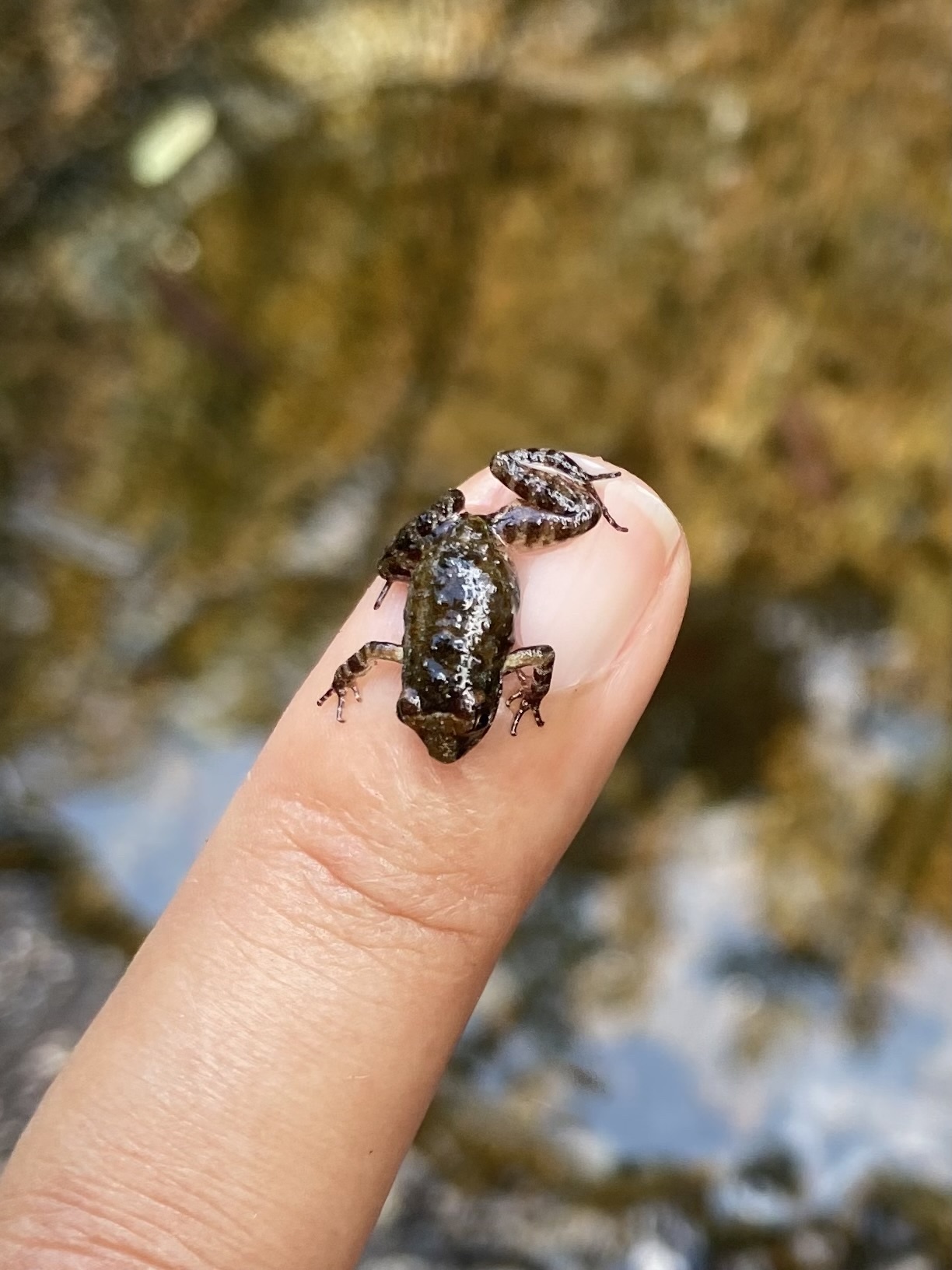 Cycloramphidae