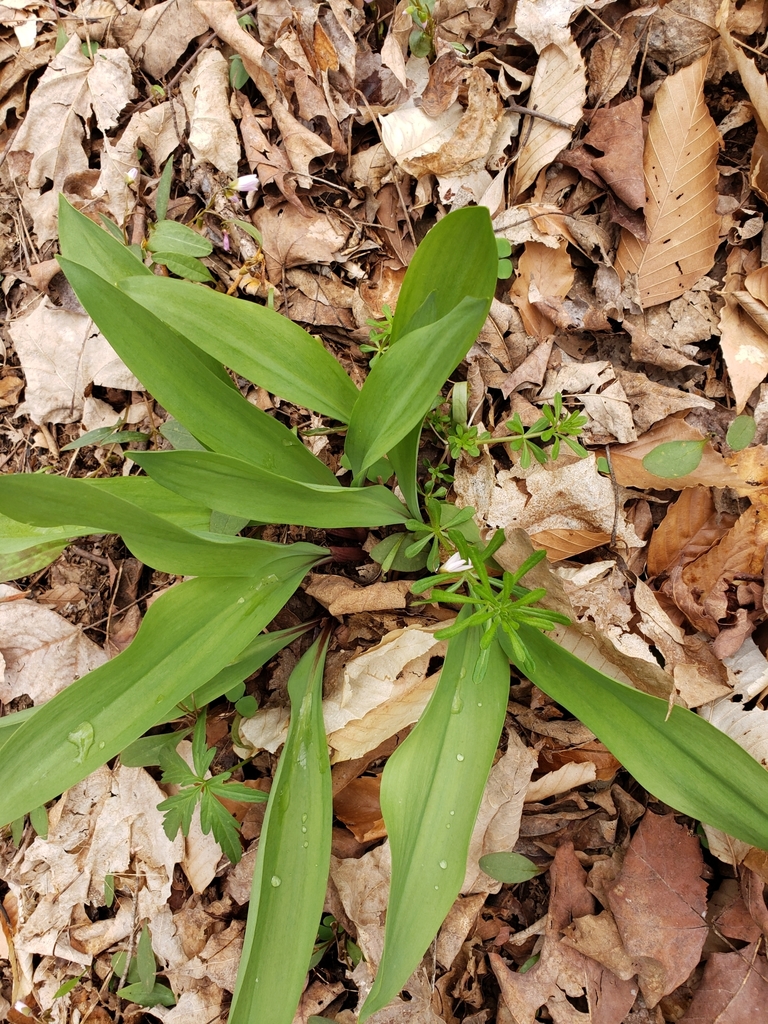 small white leek from Potter County on April 26, 2022 at 04:09 PM by ...