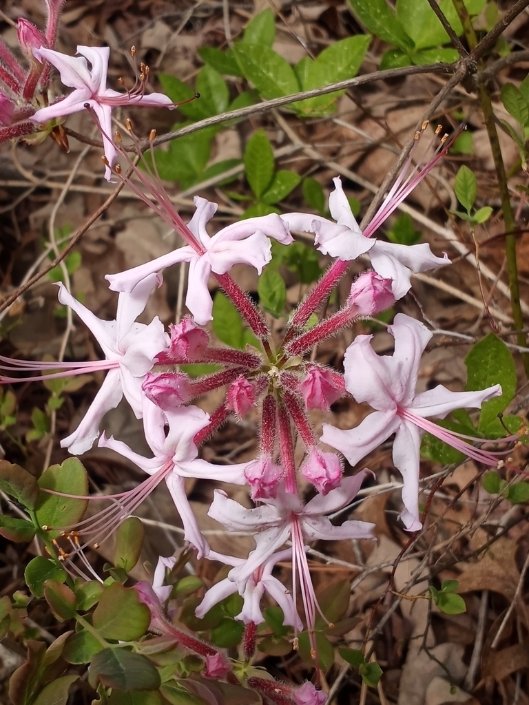 Coastal Azalea from Federalsburg, MD 21632, USA on April 27, 2022 at 03 ...