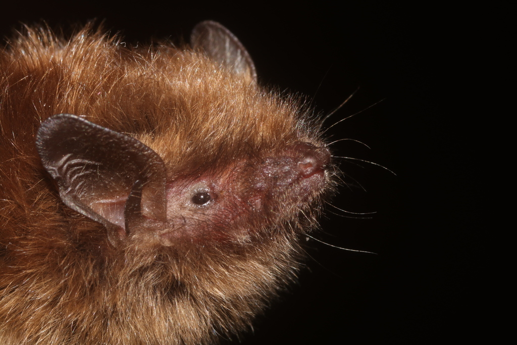 flat-headed myotis (Mammals of North America) · iNaturalist