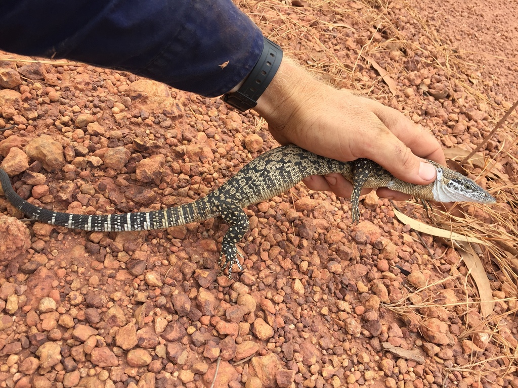 Banded Tree Monitor from Mapoon QLD 4874, Australia on October 11, 2017 ...