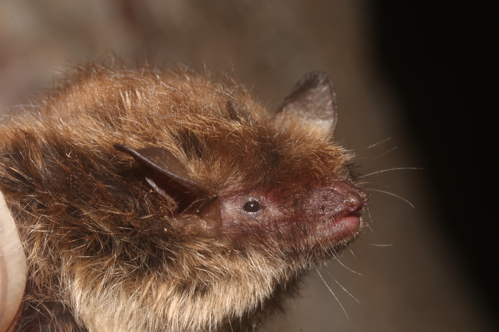 flat-headed myotis from Chapultepec, Coahuila on April 15, 2022 at 10: ...
