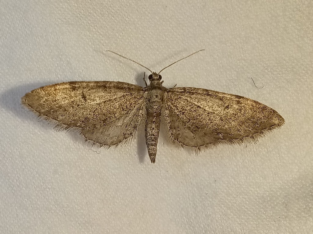 Pug Moths from Allegany, Maryland, United States on April 24, 2022 at ...