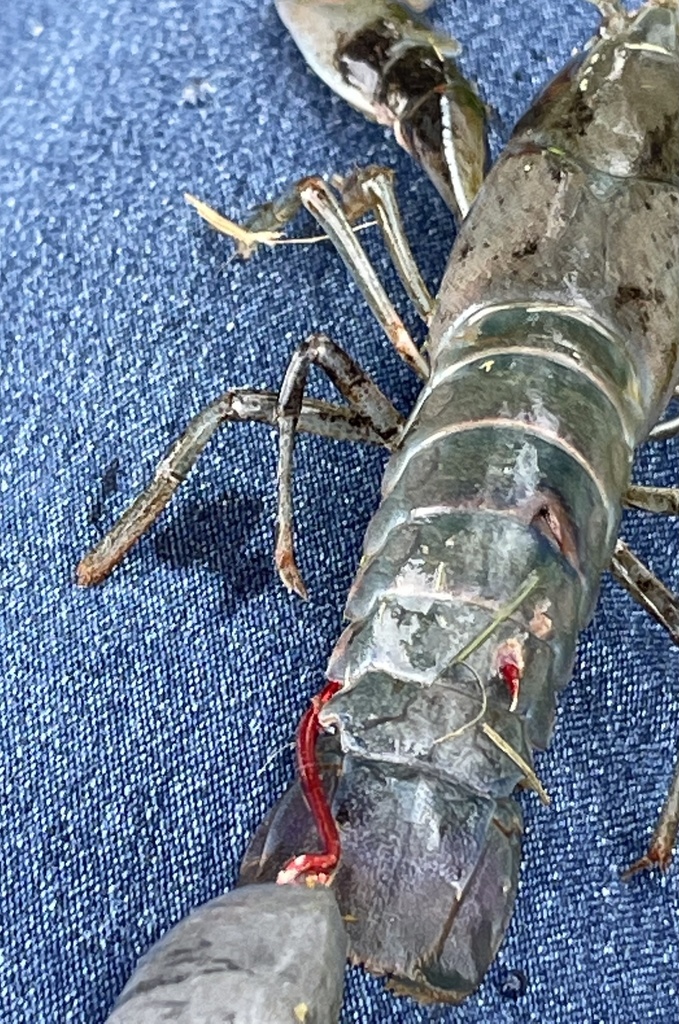 Common Yabby in April 2022 by suecee. A fisherman's bait. · iNaturalist